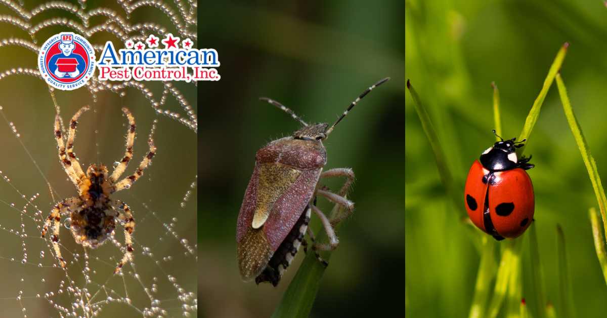 Spiders, Stink Bugs, & Ladybugs: Autumn Nuisance Pests & Prevention