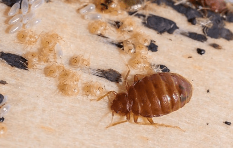 Don't Let The Bed Bugs Bite: The Effective Control Solution For Your ...