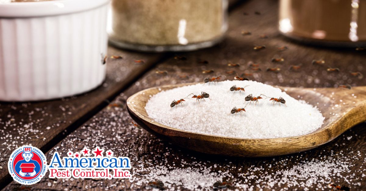 Keep Ants Out of Your Kitchen This Summer with These Tips