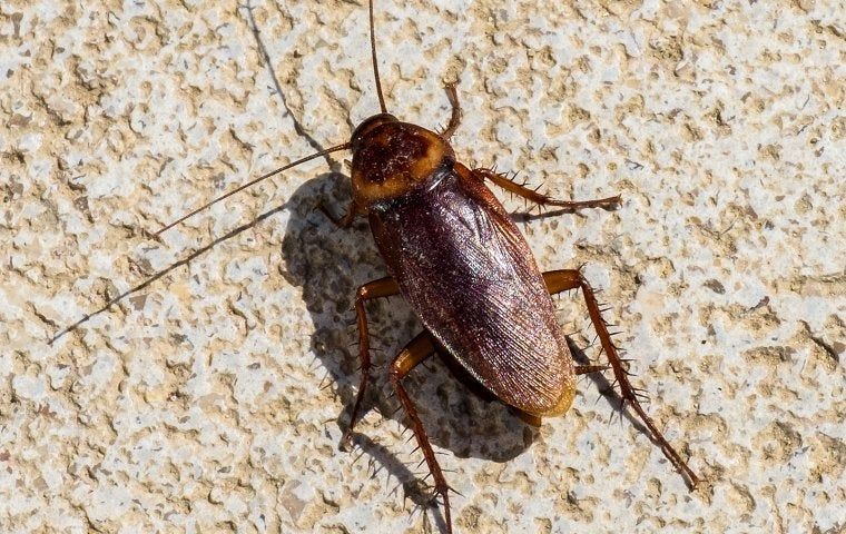Will Cockroaches Leave Your Home If There Is No Food? | American Pest Control