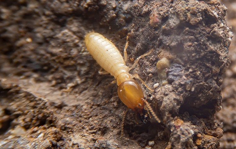 What is Our Termite Protection Guarantee? | American Pest Control