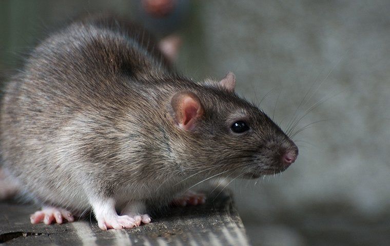 Do Rats Come Out During The Day? | American Pest Control
